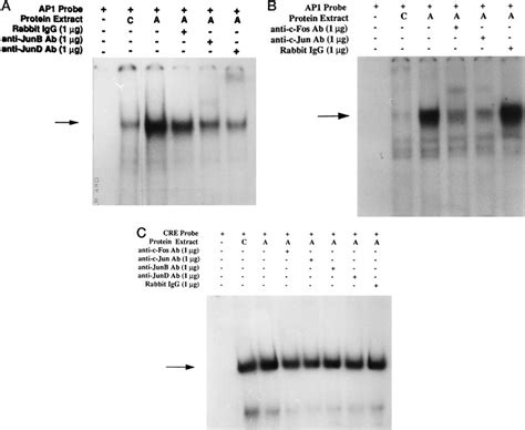 Super Shift Of The Inducible Th Ap1 Complex In The Presence Of