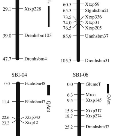 Linkage Groups Of Sorghum Showing Quantitative Trait Loci Qtls Download Scientific Diagram