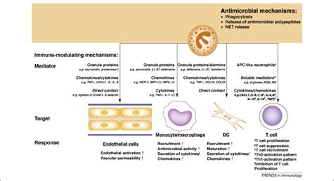 An Elegant Defense How Neutrophils Shape The Immune Response Trends