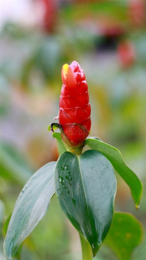 Red Button Ginger Flower Stock Image Image Of Nature 322335117