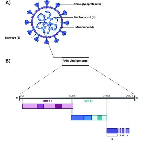 Schematic Of Sars Cov 2 Virion And Genomic Structure A The Sars Cov 2