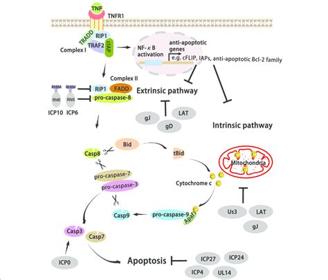 Hsv Modulates Apoptosis Signaling Apoptosis Is Activated Through Both