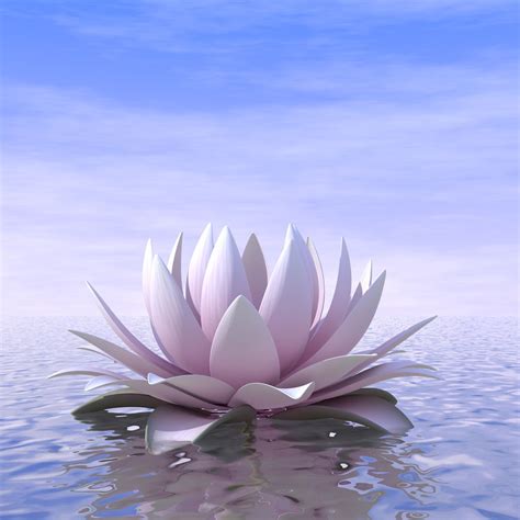 Lotus Free 3d Model C4d Free3d
