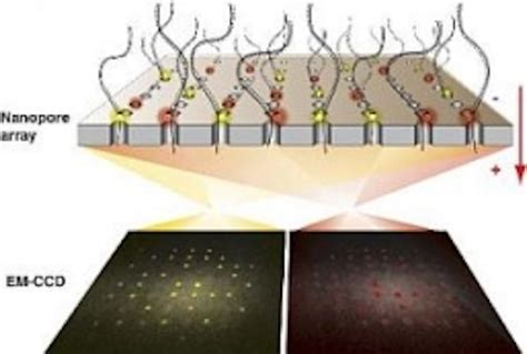 Optical Detection Method Could Reduce Human Genome Sequencing Cost