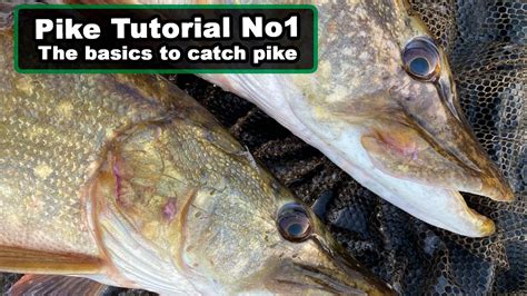 Pike Fishing Tutorials The Basics Youtube