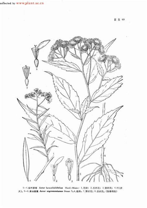 Aster Nigromontanus Dunn