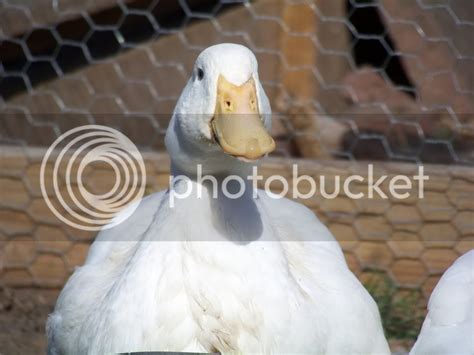 Pekin Ducks Backyard Chickens Learn How To Raise Chickens