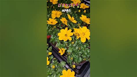 현석농원 비덴스 노지월동불가 Youtube