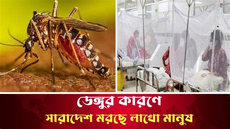ডেঙ্গুতে যে কারণে মরছে লাখো মানুষ Daily Our Bangladesh Youtube