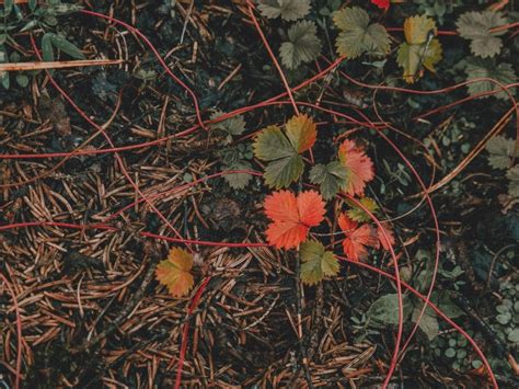 Grass Leaves Autumn Forest 4k Wallpaper Toppng