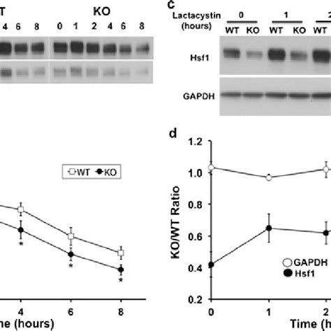 Turnover Of Hsf1 In Wt And Atxn3 Ko Fibroblasts A Western Blots Of Wt