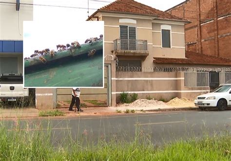 Idoso leva picadas de abelhas e é internado no interior de SP outras pessoas também são