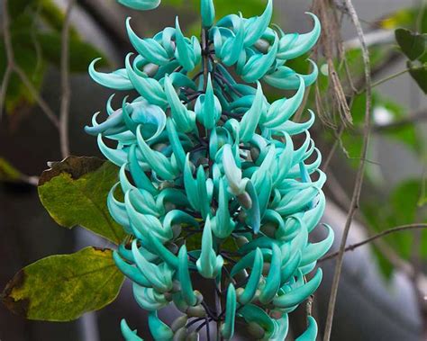 Strongylodon Macrobotrys Gardensonline