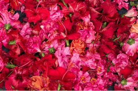 21 Best Hibiscus Varieties Australia Yard Work