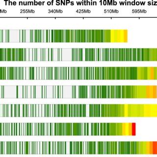 Distribution Of SNP Markers Within 10 Mb Window Size Across Seven