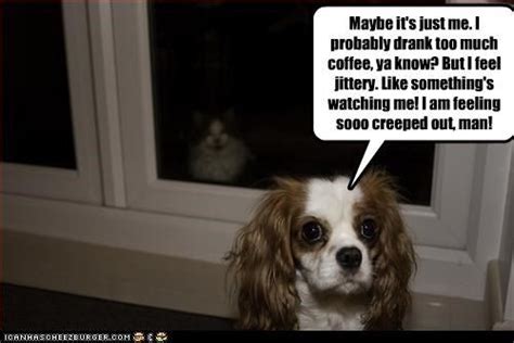 Maybe Its Just Me I Probably Drank Too Much Coffee Ya Know But I