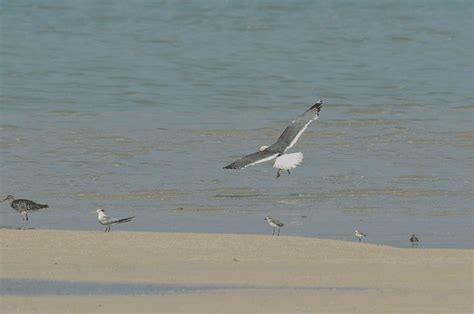Steppe Gull Larus Fuscus Barabensis Status And Identification In