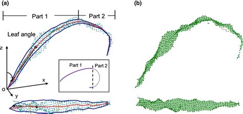 an example of zea mays leaf architectural trait extraction leaf length