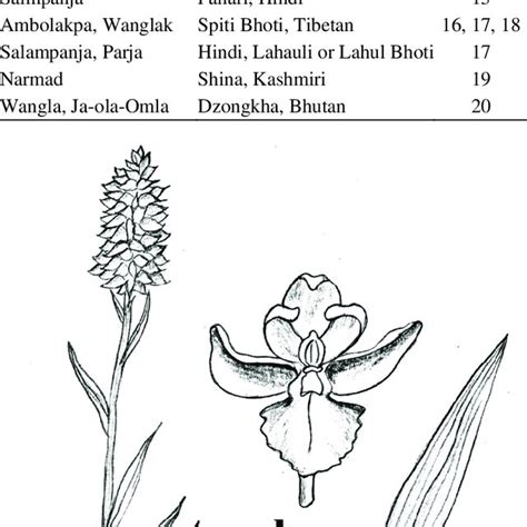 Dactylorhiza Hatagirea Hand Drawings A Habit B Flower C Leaf