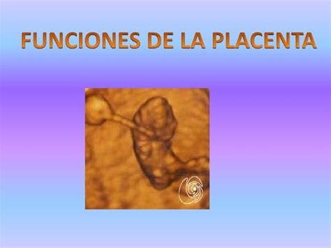 Funciones De La Placenta Hustlermoms