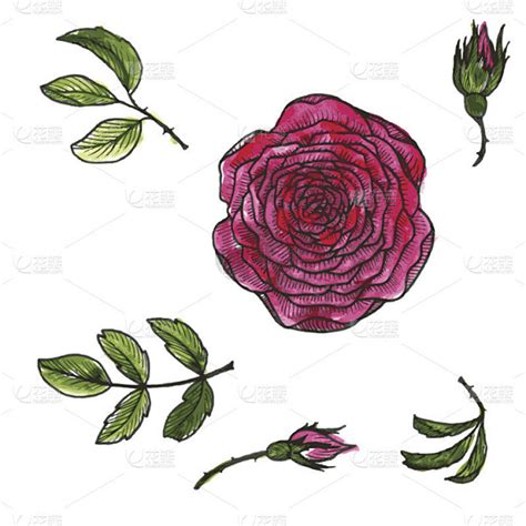 向量集的花和叶