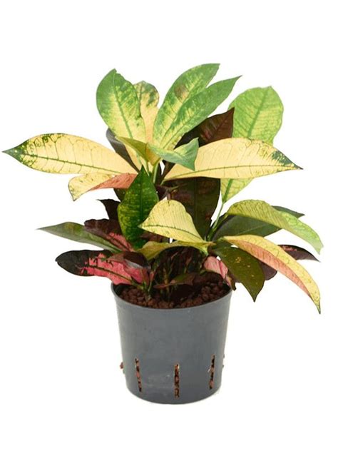 Codiaeum Variegatum Mrs Iceton — Plant Wholesale Floraccess