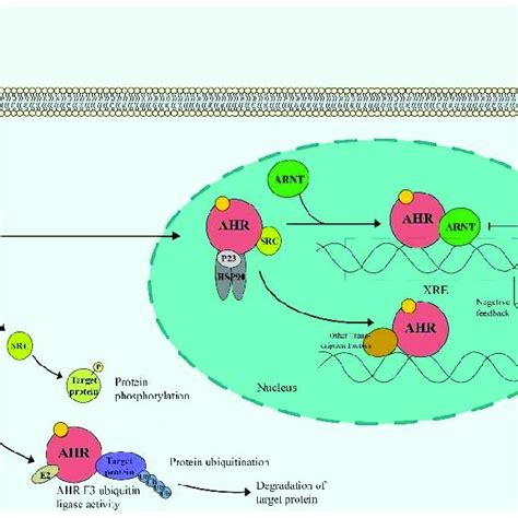 The Cellular Aryl Hydrocarbon Receptor Ahr Signaling Pathway Once