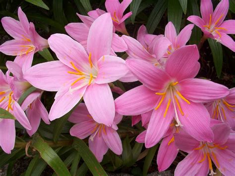 El Temps De Les Flors