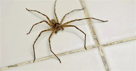 Huge Spiders Set To Swarm Uk Homes Can Be Banished With 35p