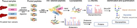 Workflow Of Quantitative Glycoproteomic And Proteomic Analyses Of Download Scientific Diagram
