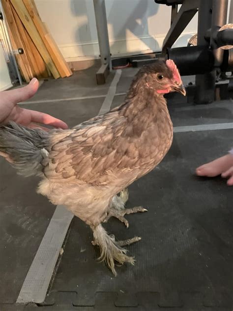Chicken Identification Help R Chickens