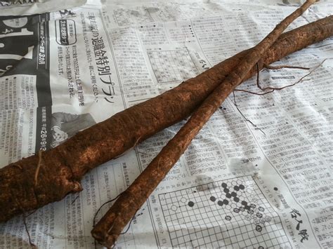Burdock Root Kitchennippon