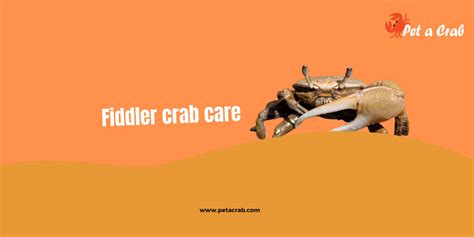 How To Catch Fiddler Crabs A Perfect Guide