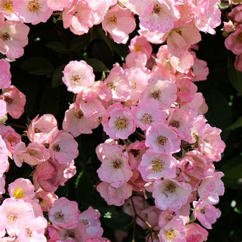 Alden Biesen ® | Roses' Name