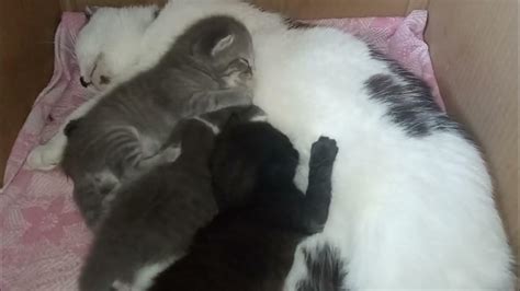 Кішка з кошенятами Youtube