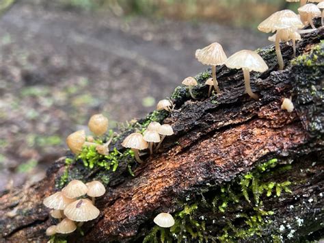 White Rot Fungus And The Carbon Cycle
