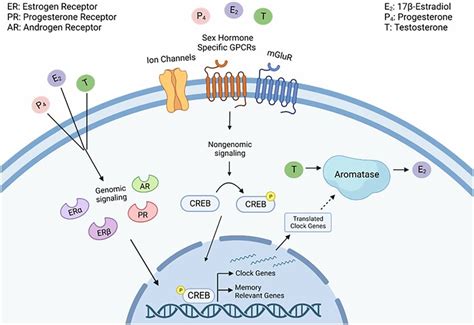 Proposed Intersection Between Sex Hormones And Clock Genes In