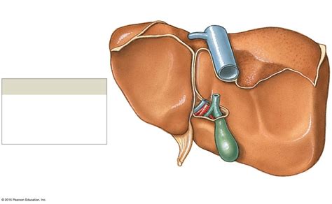 Lab 8 Digestive System Liver Part 2 Diagram Quizlet