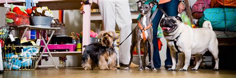Como Montar Um Pet Shop Guia Completo Atacama