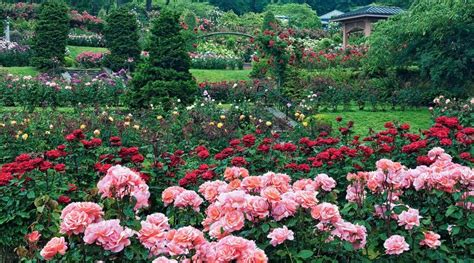 Portlands Hidden Rose Gardens Touristsecrets