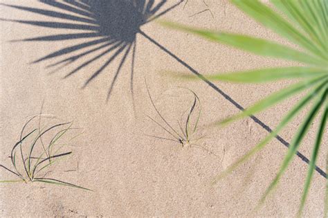 지중해의 야생 해변 모래에 그림자를 드리우는 전경의 야자수 잎의 평면도 구성 여름 컨셉 0명에 대한 스톡 사진 및 기타 이미지 0명 가방 개념 Istock