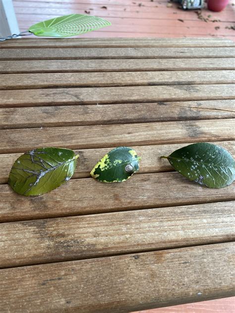 How To Identify And Treat Common Camellia Diseases