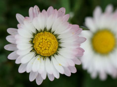 Daisy Plantlife