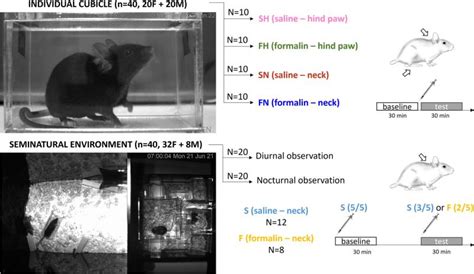 Social Avoidance Of Mice In Pain In Naturalistic Conditions Affective