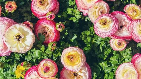Ranunculus How To Care And Plant Ranunculus 2023 Guide