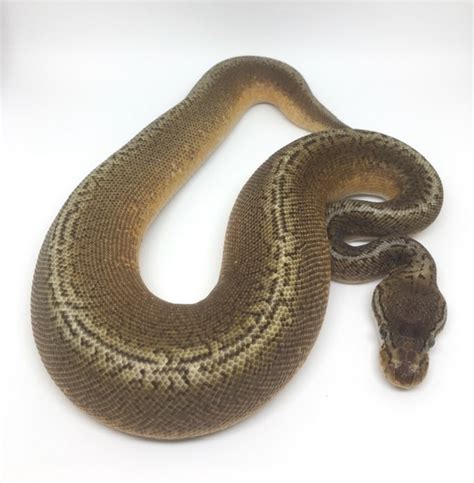 Monsoon Ball Python Traits Morphpedia