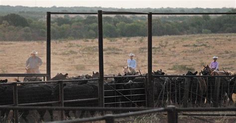 Cattlefax Forecasts Continued Producer Profitability With Herd