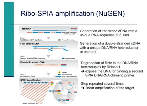 How Does Ovation Rna Seq V2 Kit Produce Double Stranded Cdna