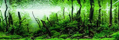 Aquascaping 101 An Aquascaping Technique Guide Sevenports Nano Aquariums