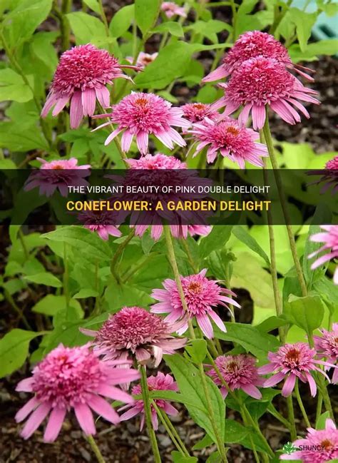 The Vibrant Beauty Of Pink Double Delight Coneflower A Garden Delight